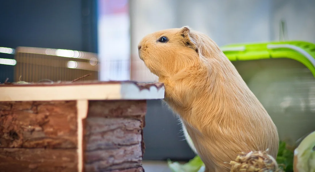 Your Guinea Pig's Hidey Hole: Understanding Their Safe Space - Hay Hutch